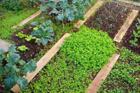 8 Simple Vegetable Garden Design Tips - House Garden Home