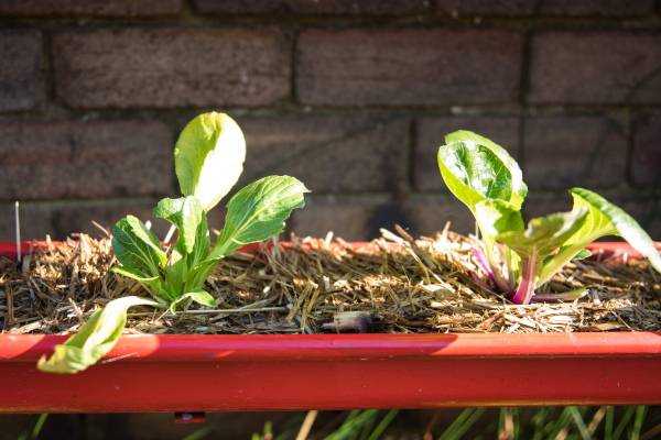 How to Build a Gutter Garden